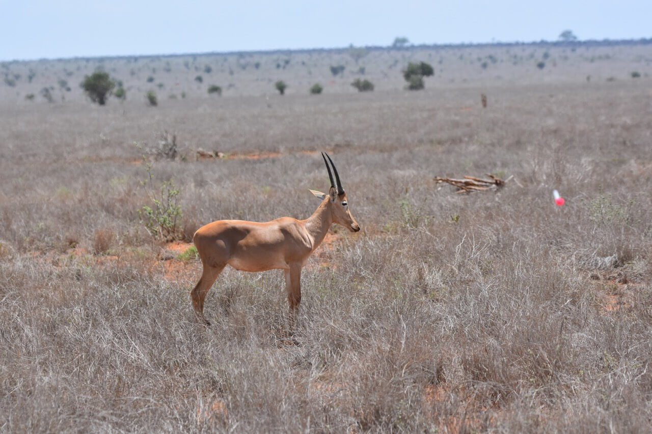 Biopsies to contribute to saving the endangered Hirola