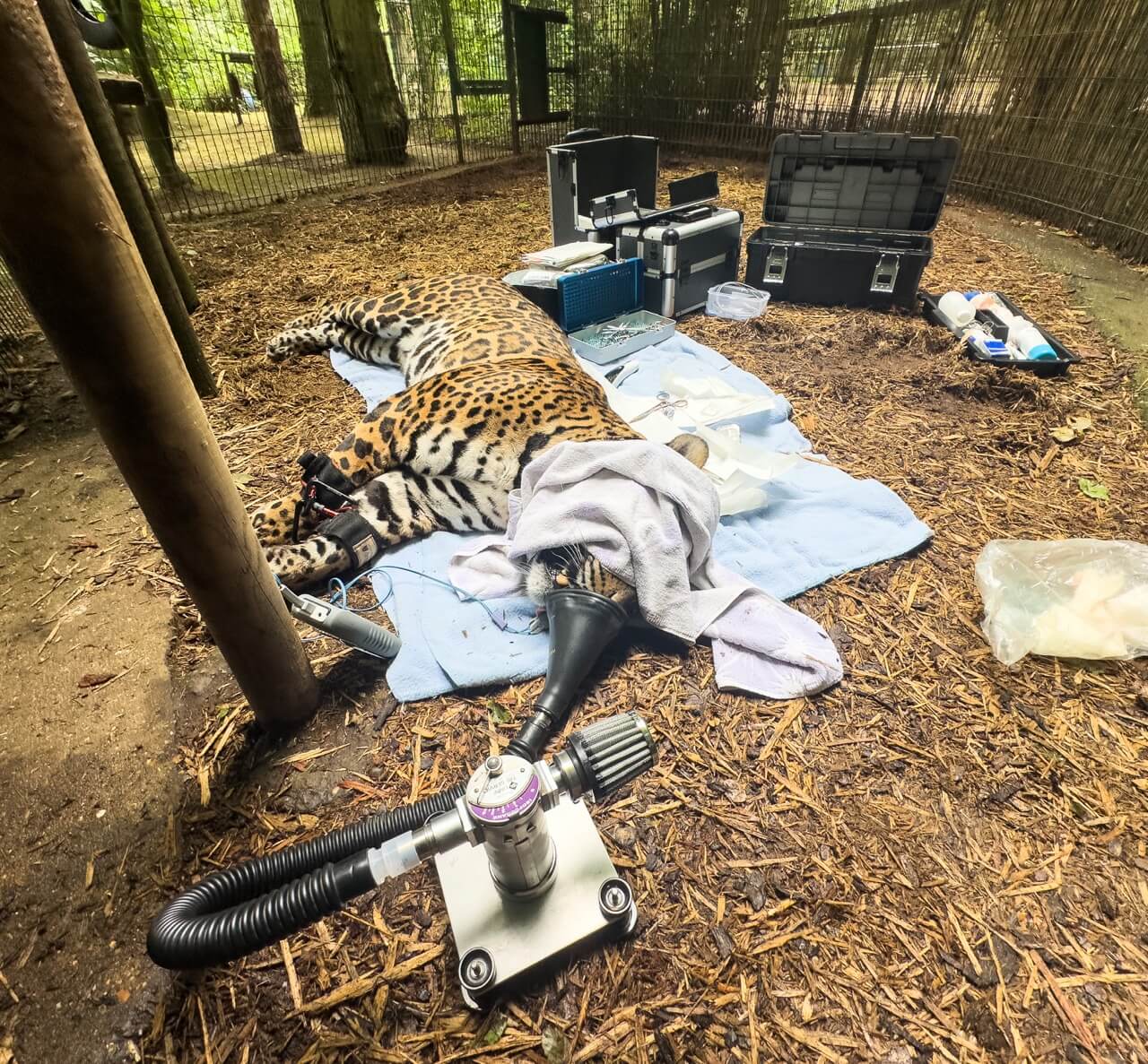 Treating zoo animals and training rangers on remote injection