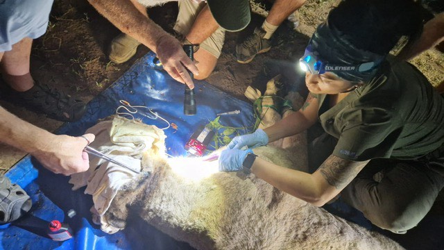 Bringing back The Lion King to Gabon